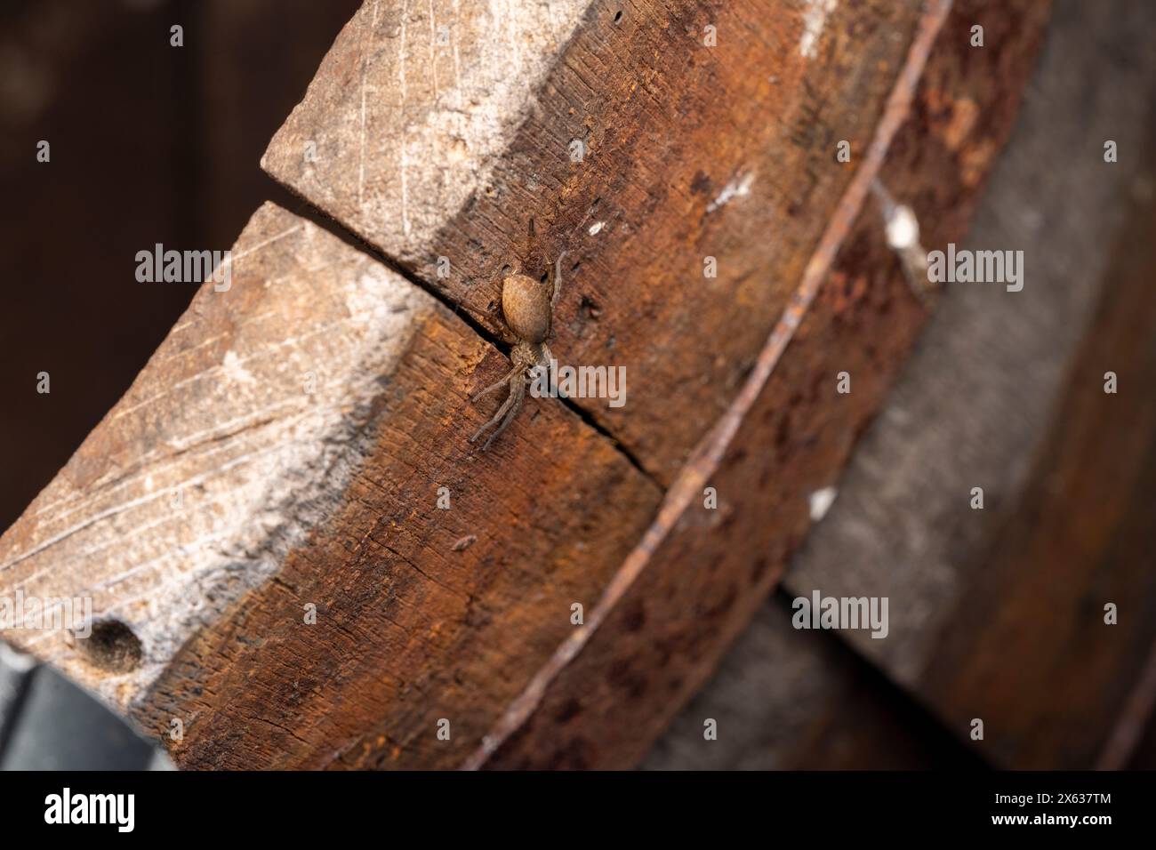 Trochosa ruricola Family Lycosidae Genus Trochosa Rustic wolf spider ...