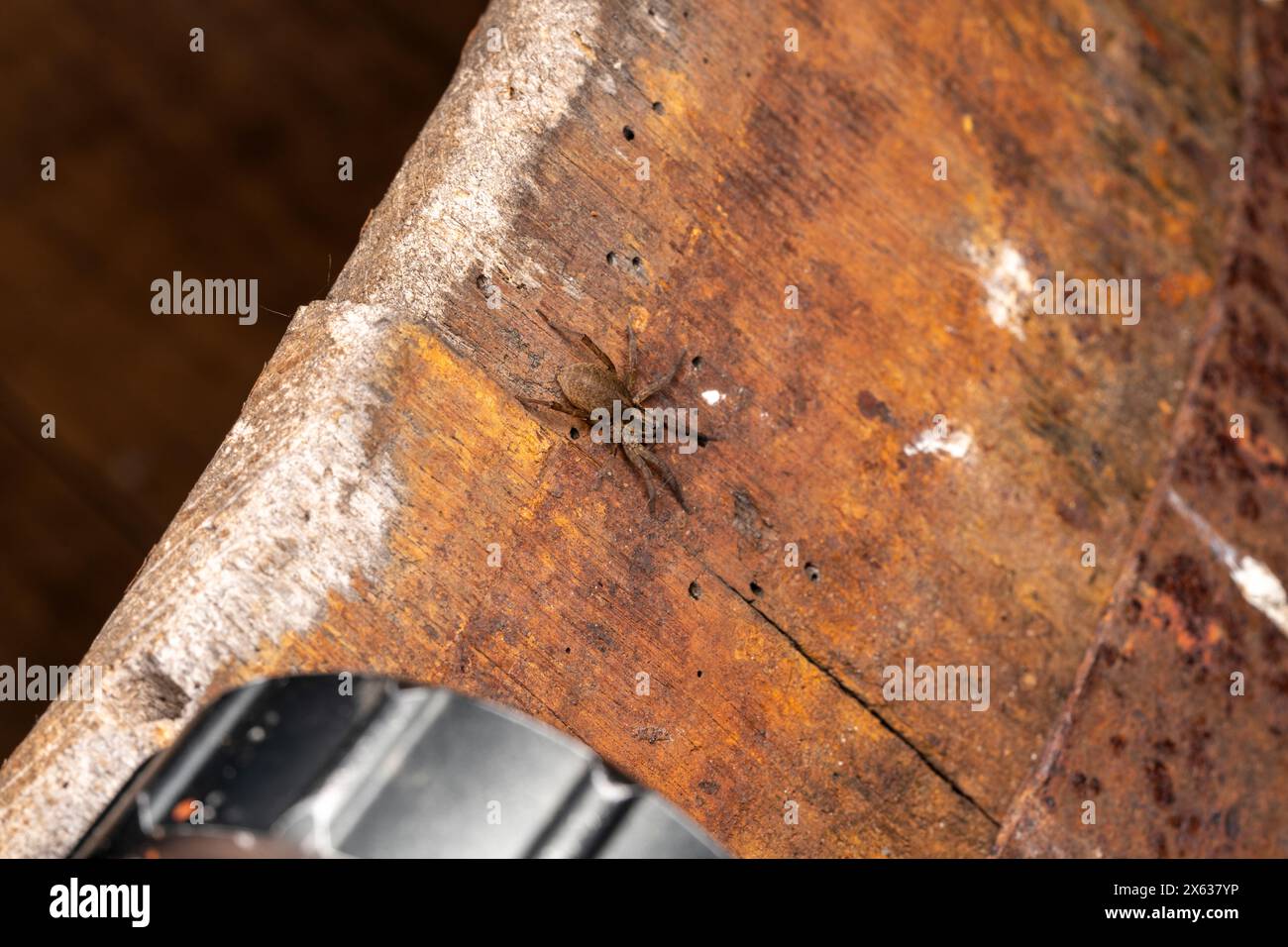 Trochosa ruricola Family Lycosidae Genus Trochosa Rustic wolf spider ...