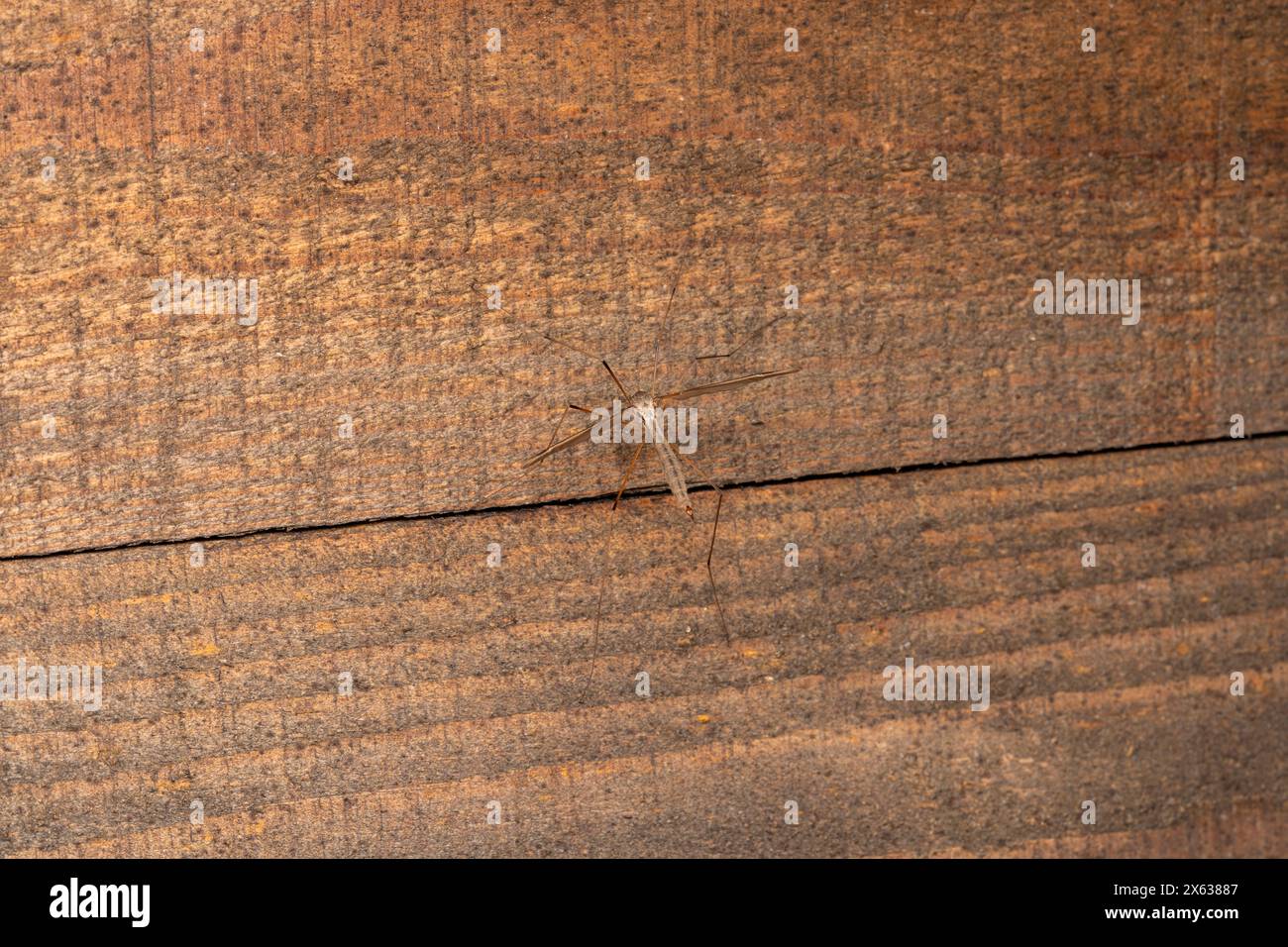 Genus Tipula Large crane Mosquito wild nature insect wallpaper, picture ...