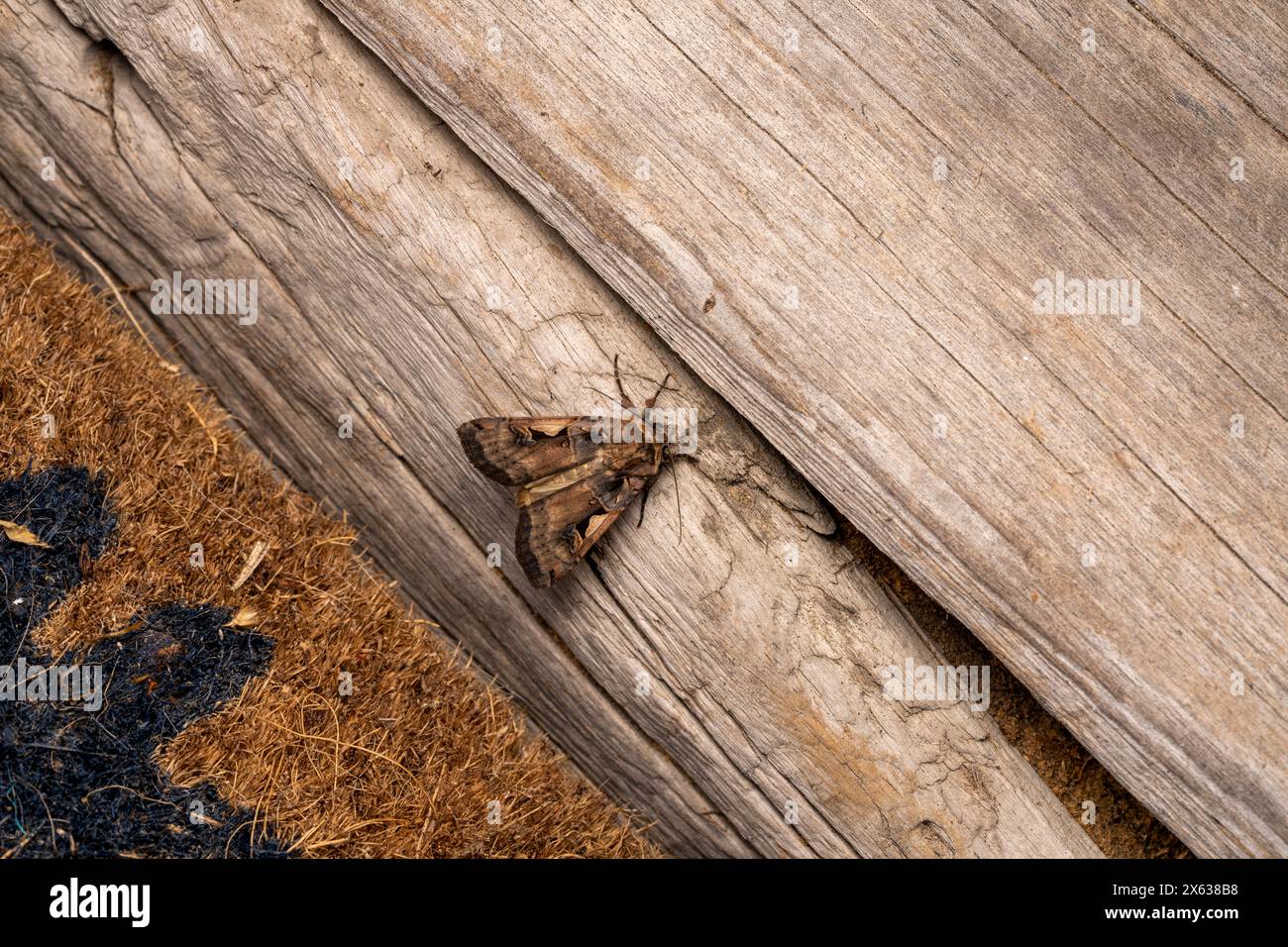 Xestia c-nigrum Family Noctuidae Genus Xestia Setaceous Hebrew ...