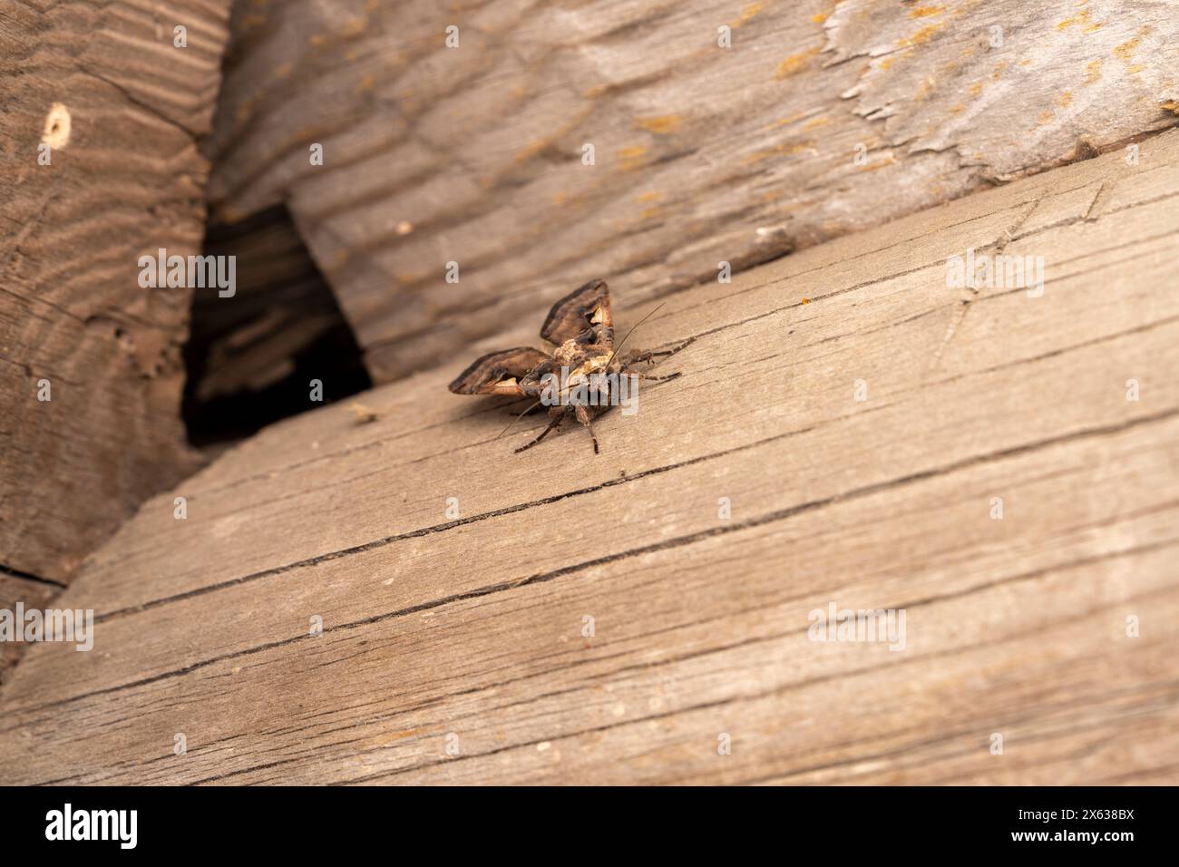 Xestia c-nigrum Family Noctuidae Genus Xestia Setaceous Hebrew ...