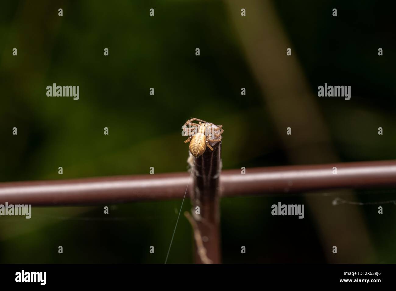 Philodromus cespitum Family Philodromidae Genus Philodromus Turf ...