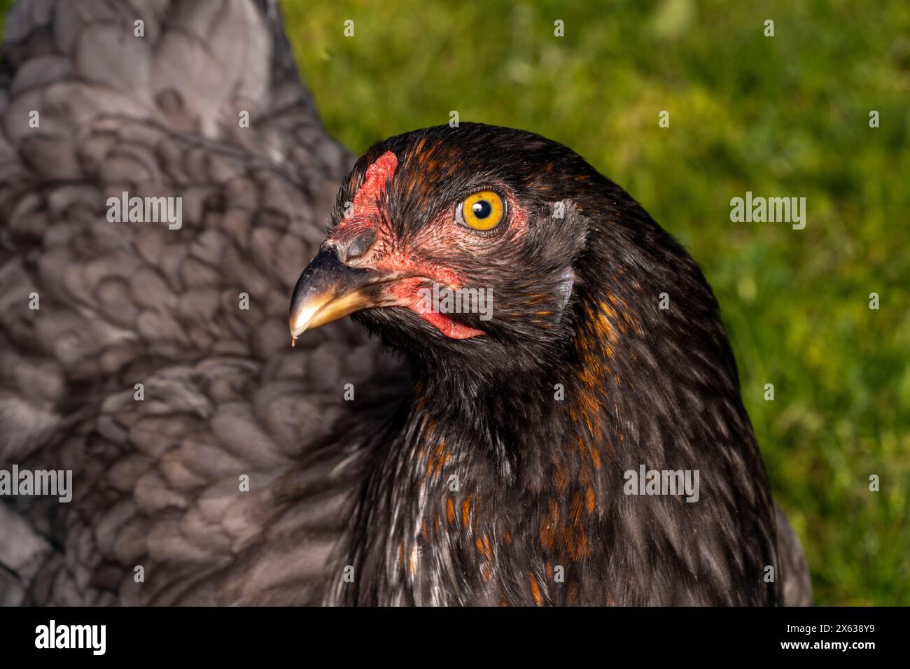 Gallus gallus domesticus Family Phasianidae Genus Gallus Chicken in ...