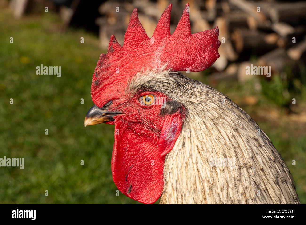 Gallus gallus domesticus Family Phasianidae Genus Gallus Chicken in ...