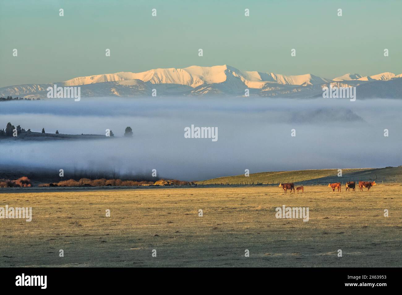 cattle in a pasture below morning fog and the distant peaks of the ...