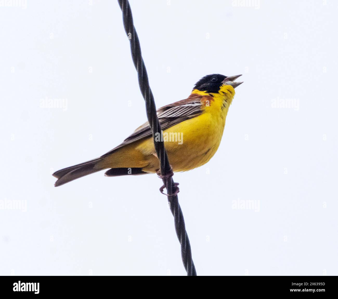 Black headed bunting cyprus hi-res stock photography and images - Alamy