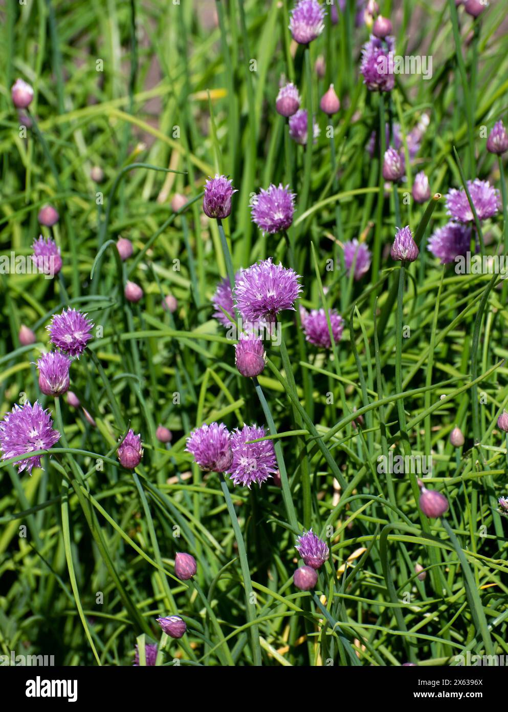 A pink flowers of chives, Allium schoenoprasum growing in the garden ...