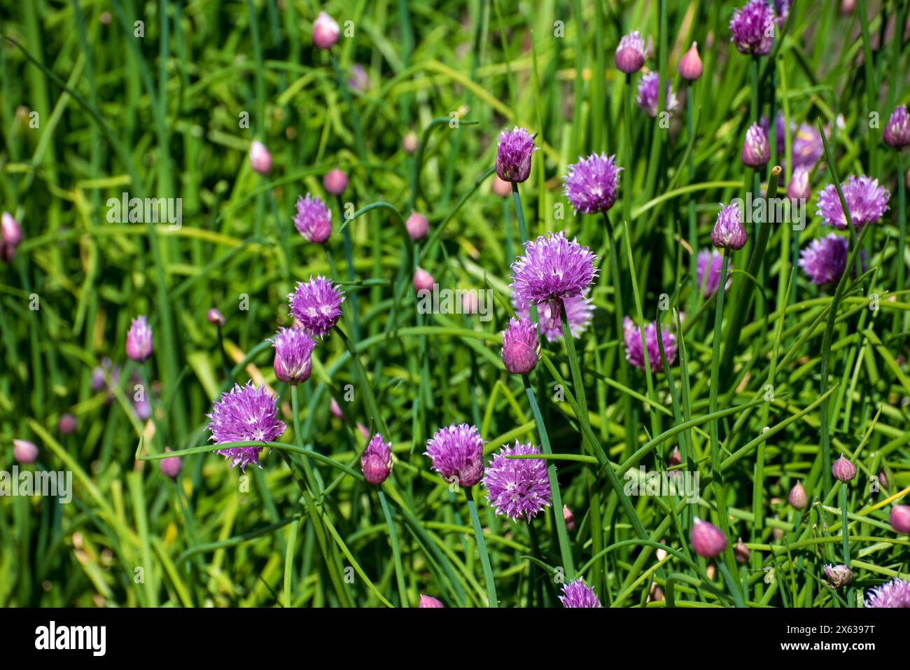 A pink flowers of chives, Allium schoenoprasum growing in the garden ...