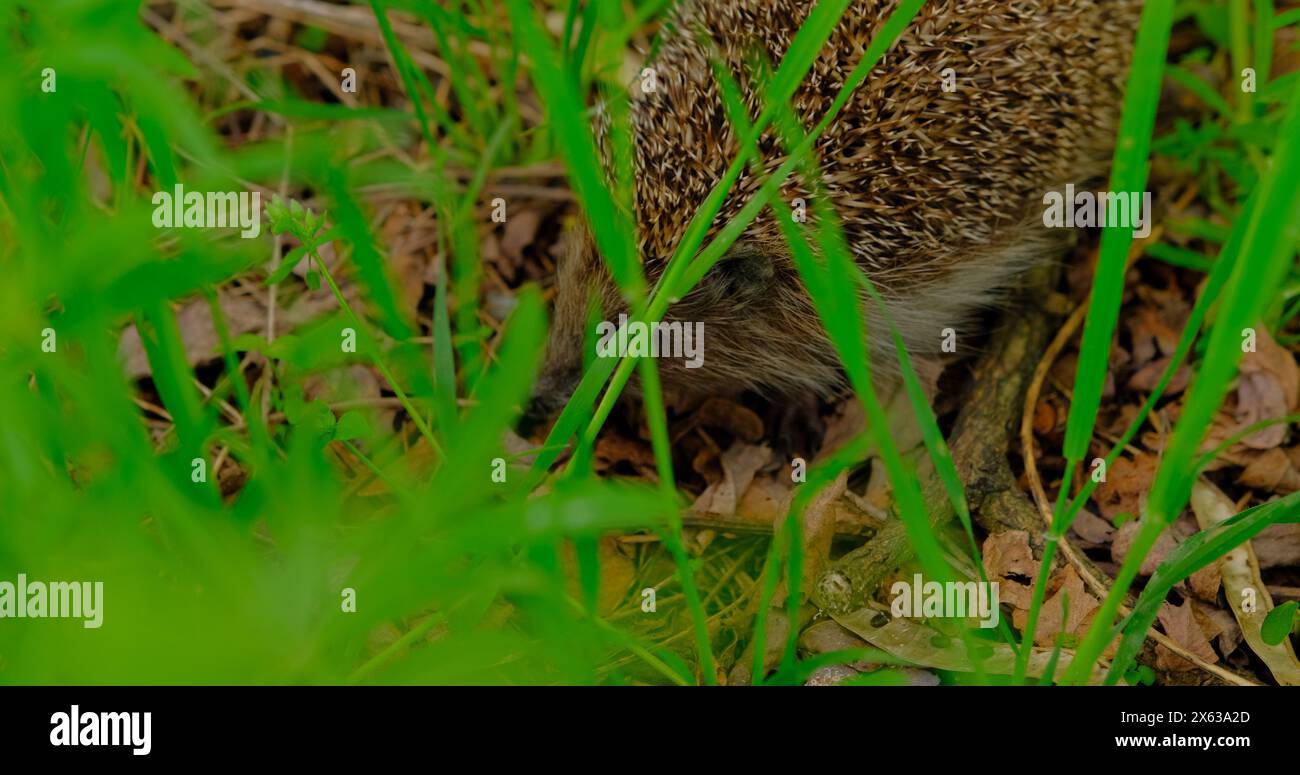 Capture the endearing sight of a hedgehog foraging for food in lush ...