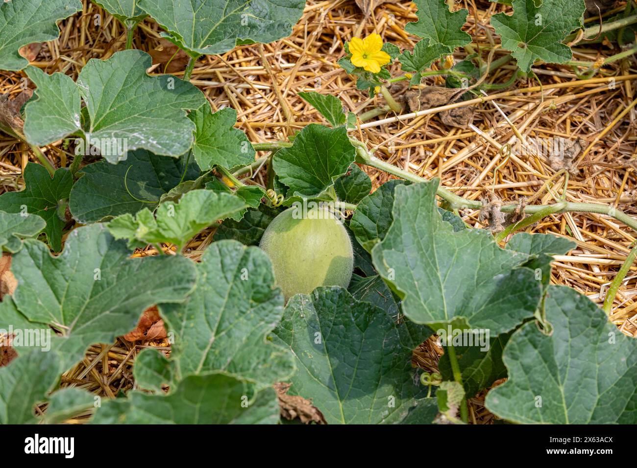 Ripe cantaloupe in garden with straw mulch. Gardening, organic produce ...