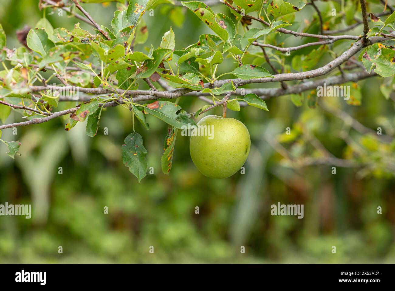 Green apple growing on tree. Apple orchard, farming, and agriculture ...