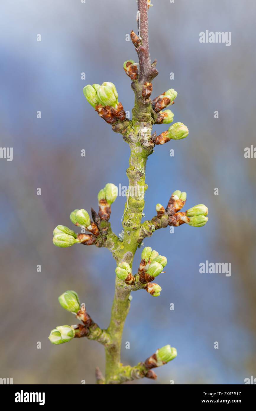Macro shot of Chickasaw plum (prunus angustifolia) buds emerging into ...