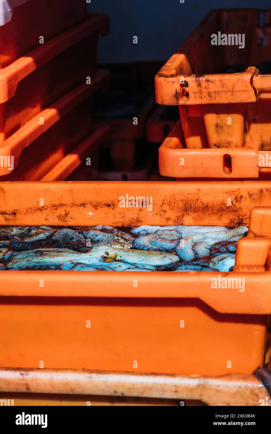 The image depicts a scene at a fishing dock where freshly caught ...