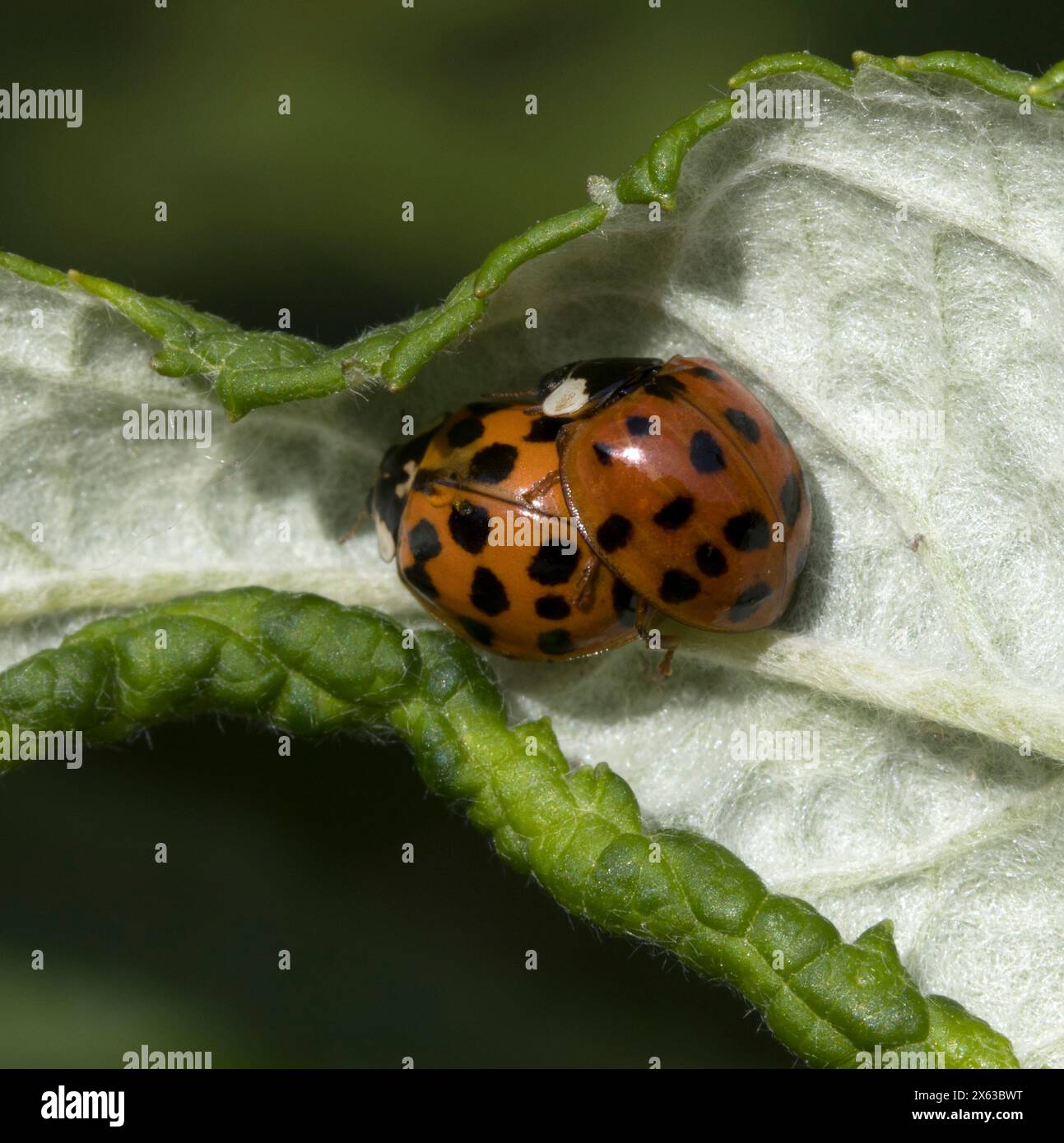 Harlequin Ladybirds Mating Stock Photo - Alamy