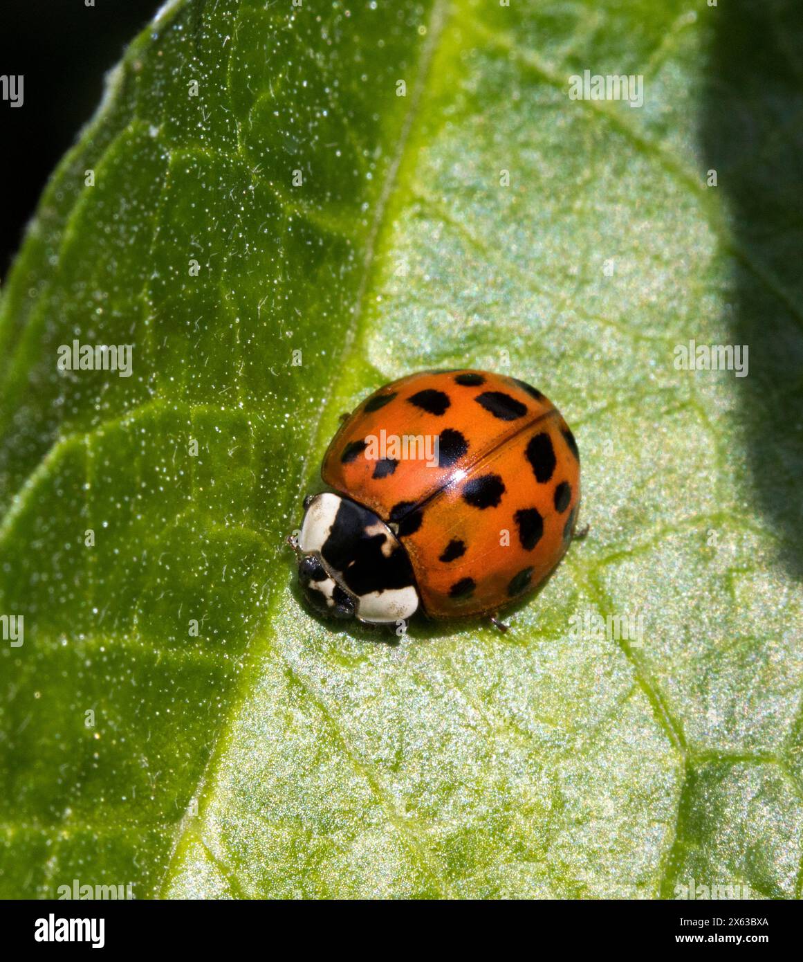 10 spot lady bird hi-res stock photography and images - Alamy
