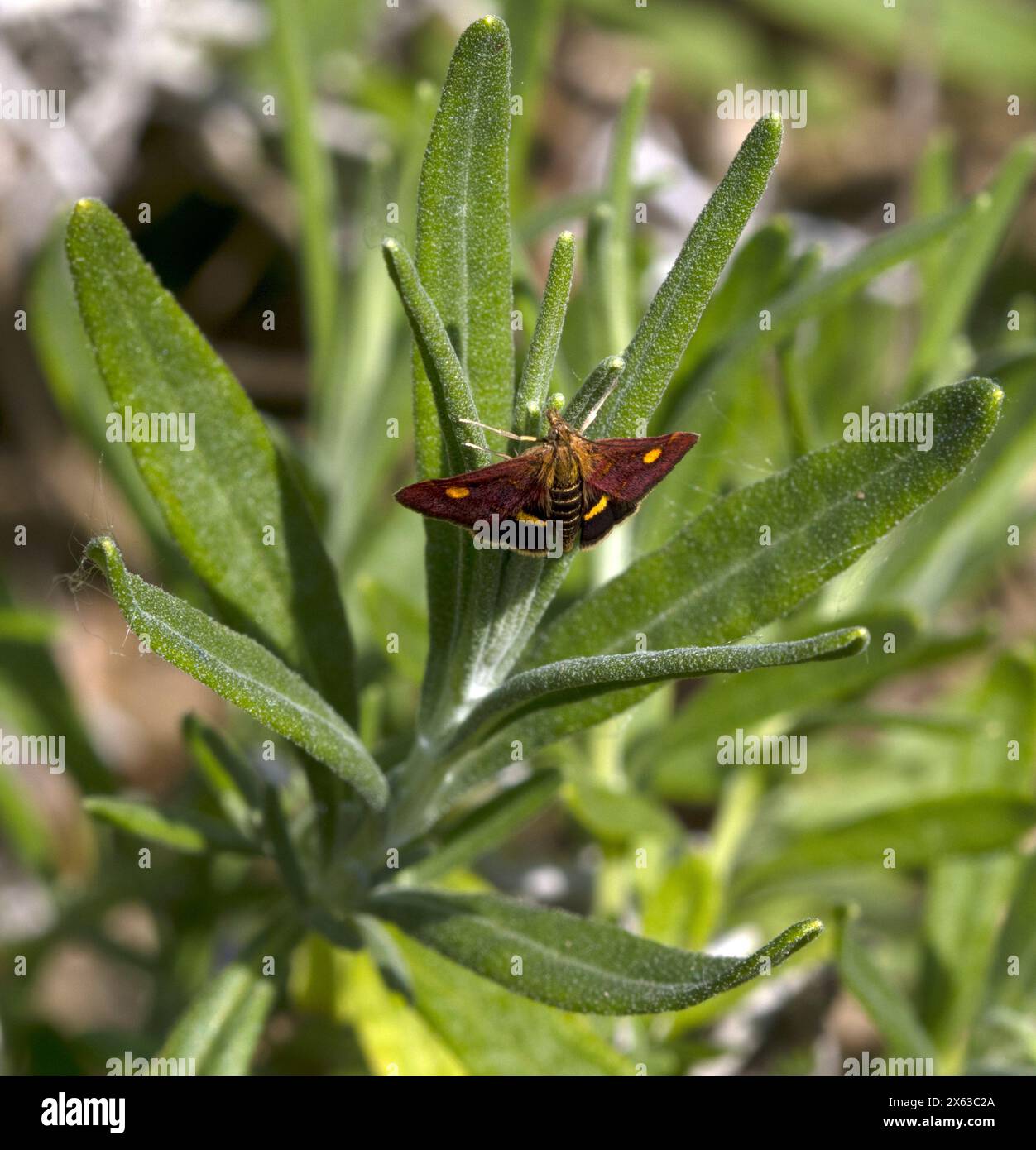 Moth Pyrausta Aurata Stock Photo - Alamy