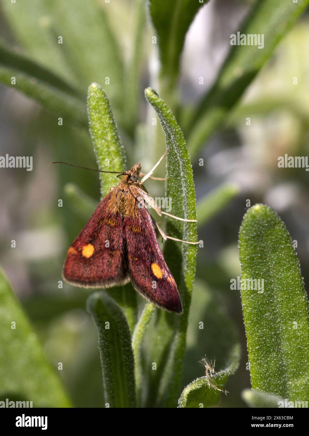 Moth Pyrausta Aurata Stock Photo - Alamy