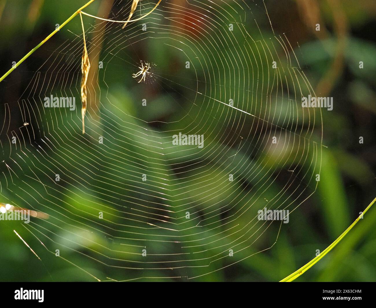 tiny backlit spider in the centre of its web, a miracle of symmetry ...