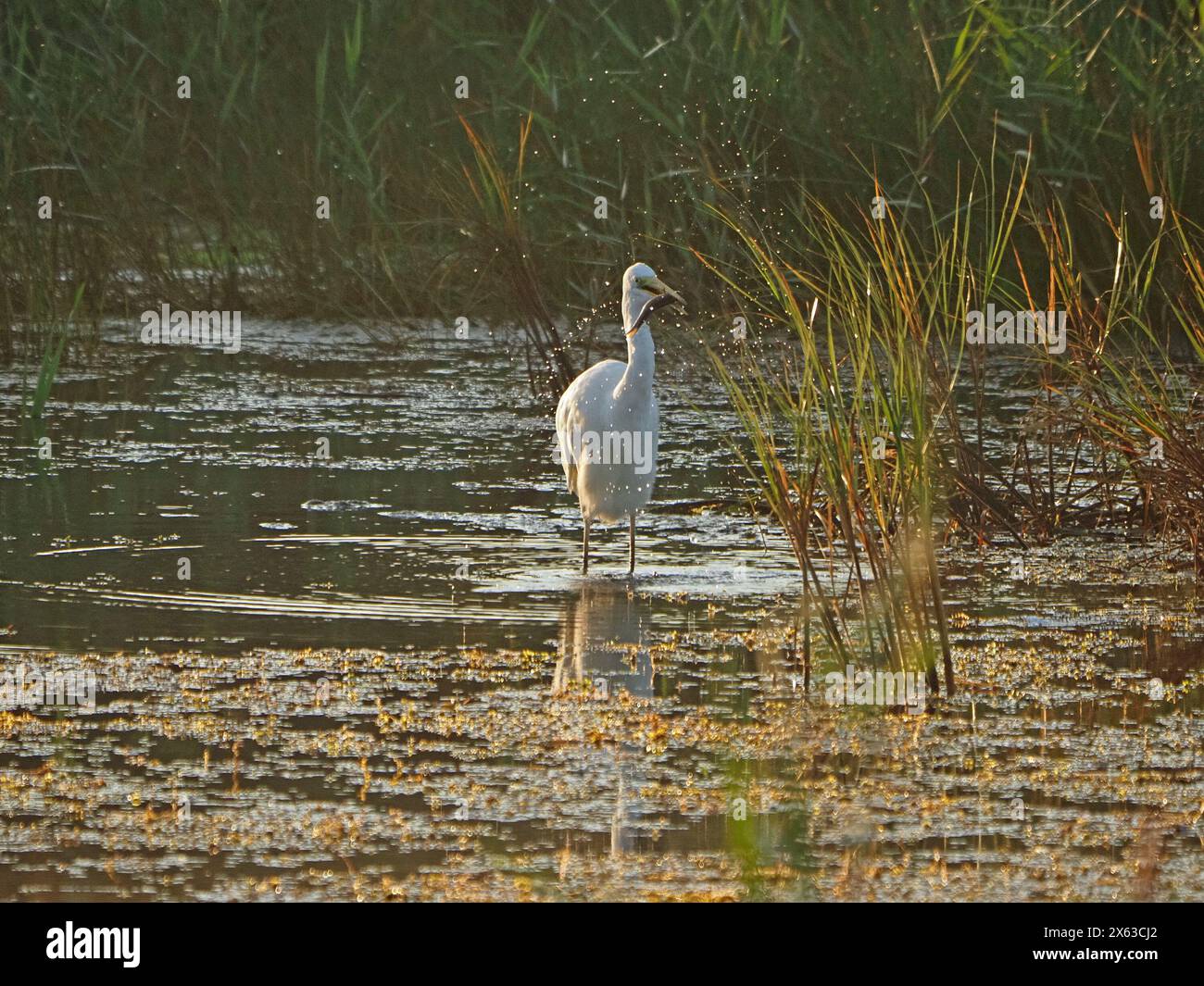 golden light Great white egret (Ardea alba) with splashing fish in ...