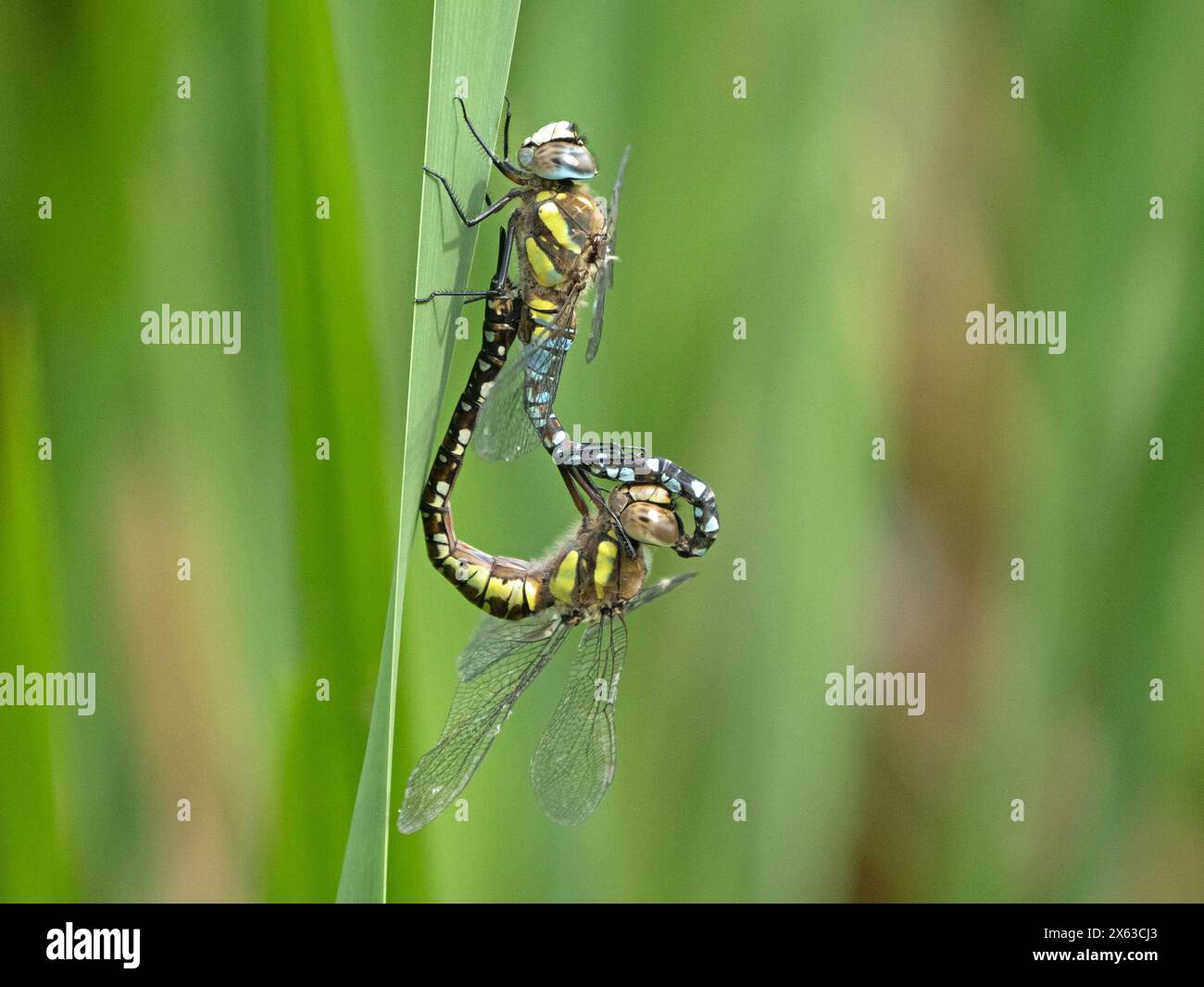male and female Migrant Hawker dragonfly (Aeshna mixta) mating at RSPB ...