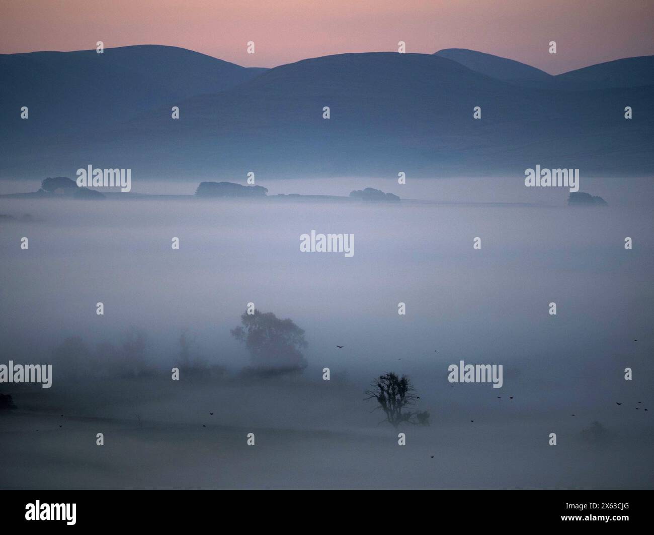 birds fly past trees emerging from early morning cloud inversion ...