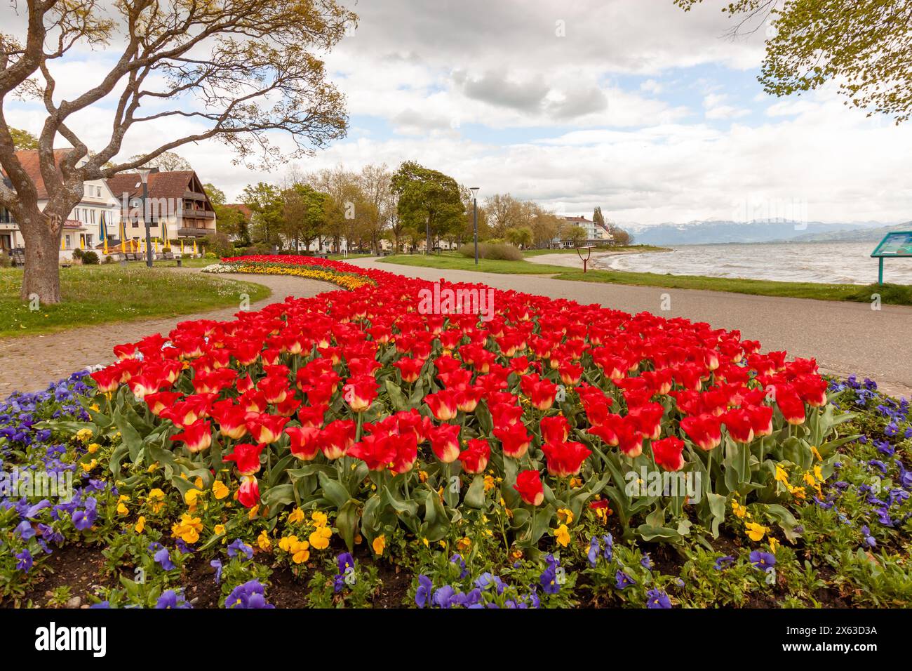 There are many flowers on the Bodensee embankment in Langenargen ...