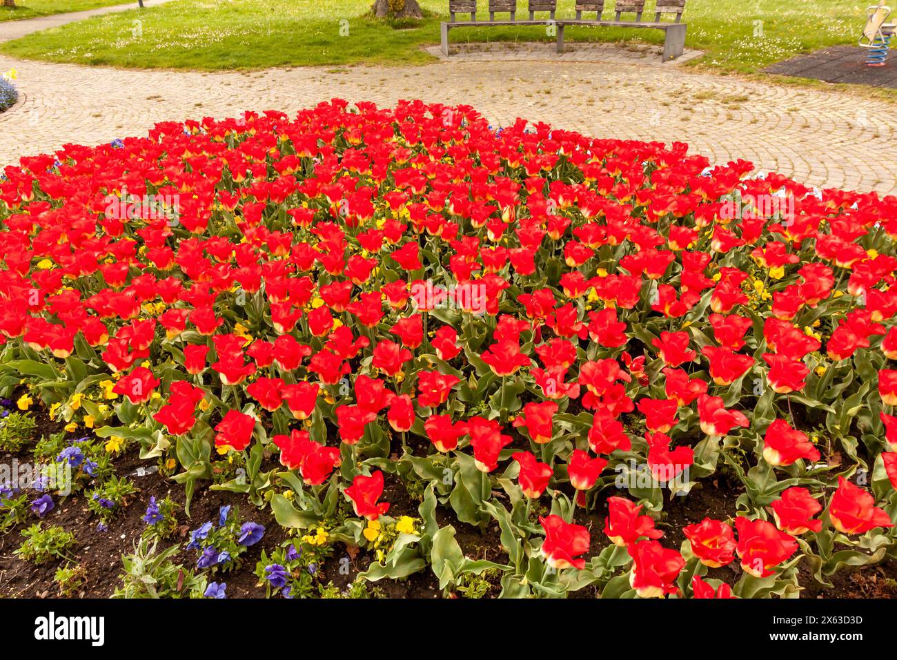 There are many flowers on the Bodensee embankment in Langenargen ...