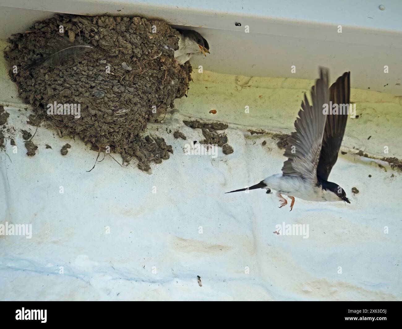 adult House Martin (Delichon urbicum) flying in and out to feed eager ...