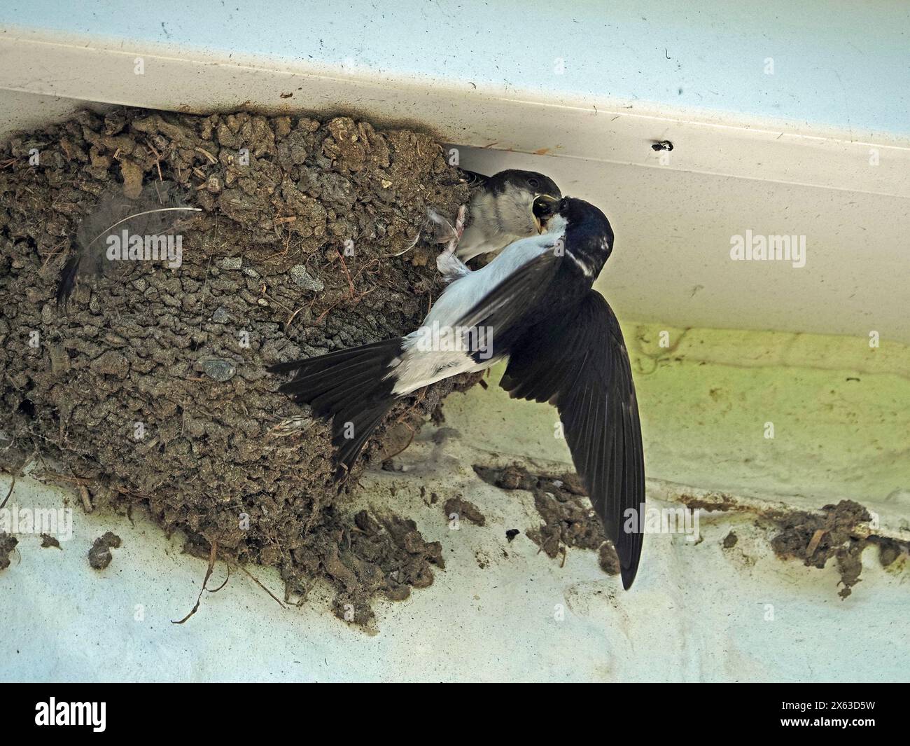 adult House Martin (Delichon urbicum) flying in and out to feed eager ...