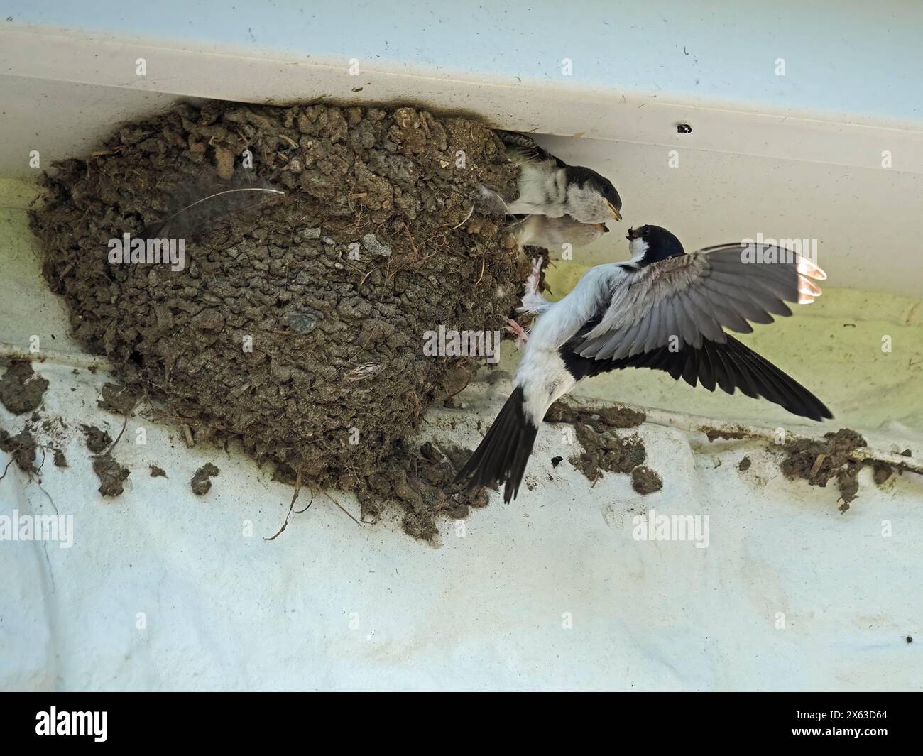 adult House Martin (Delichon urbicum) flying in and out to feed eager ...