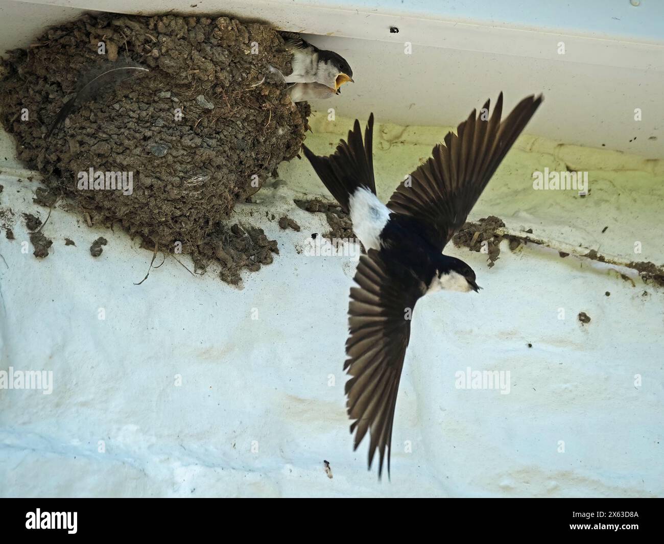 adult House Martin (Delichon urbicum) flying in and out to feed eager ...