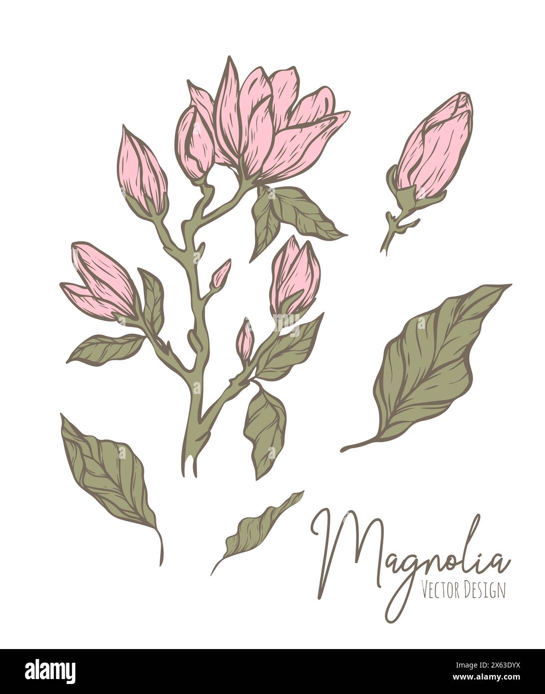 Magnolia flower line illustration. Handdrawn contour outline of wedding ...