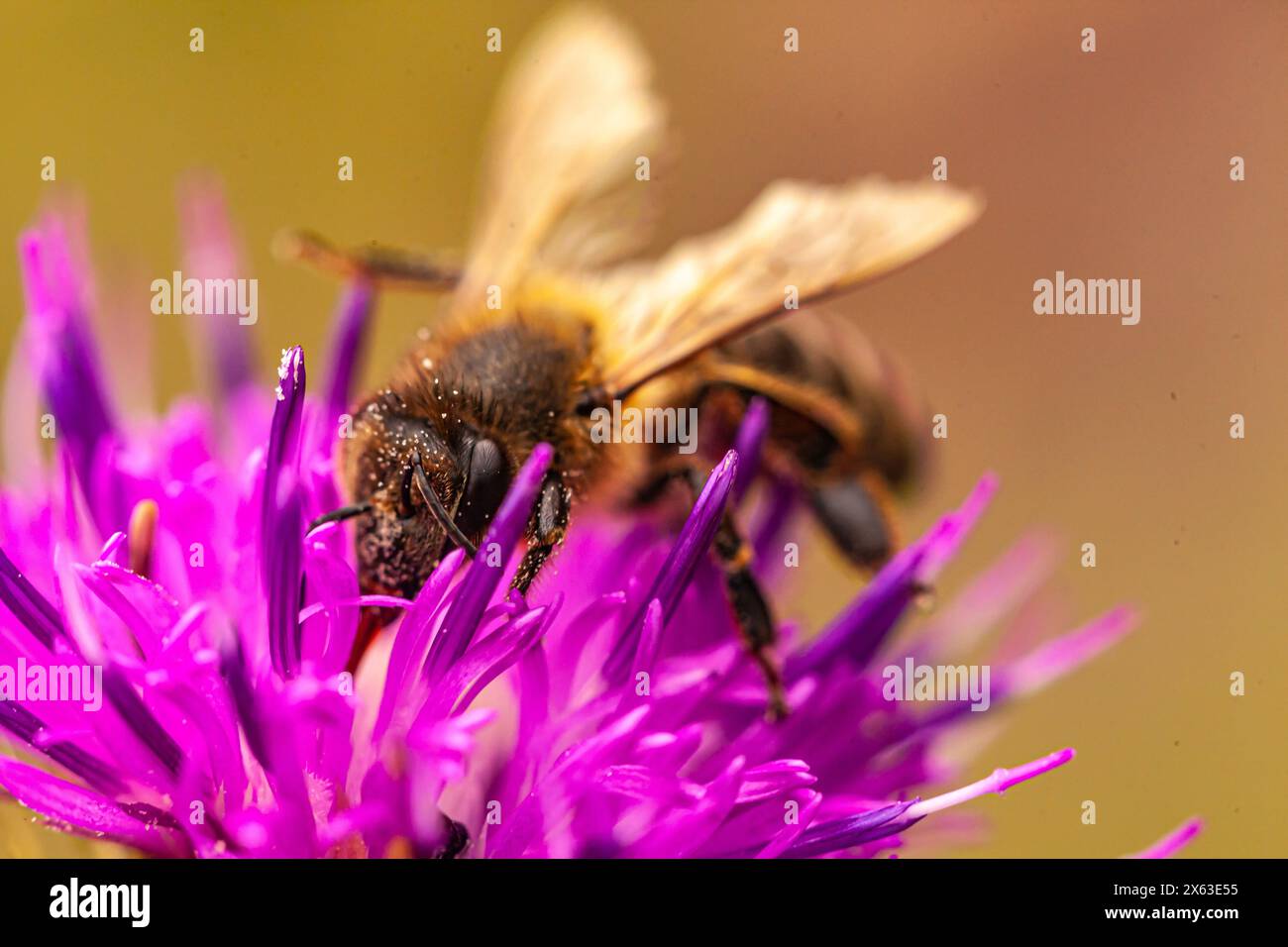 spanish honey bee sipping on a wild flower Stock Photo - Alamy