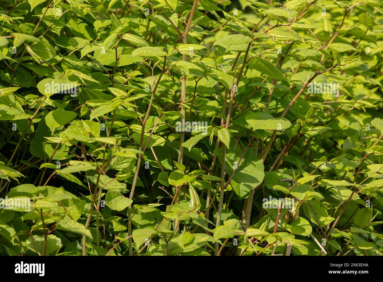 Japanese knotweed Reynoutria japonica is an invasive non-native species ...