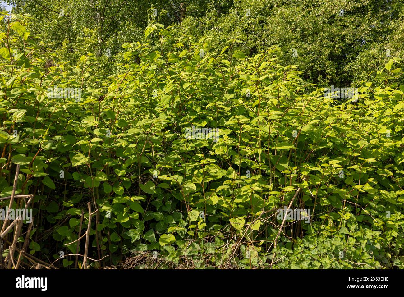 Japanese knotweed Reynoutria japonica is an invasive non-native species ...