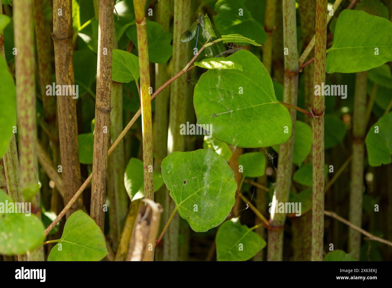 close up of stem and leaves of Japanese knotweed Reynoutria japonica ...