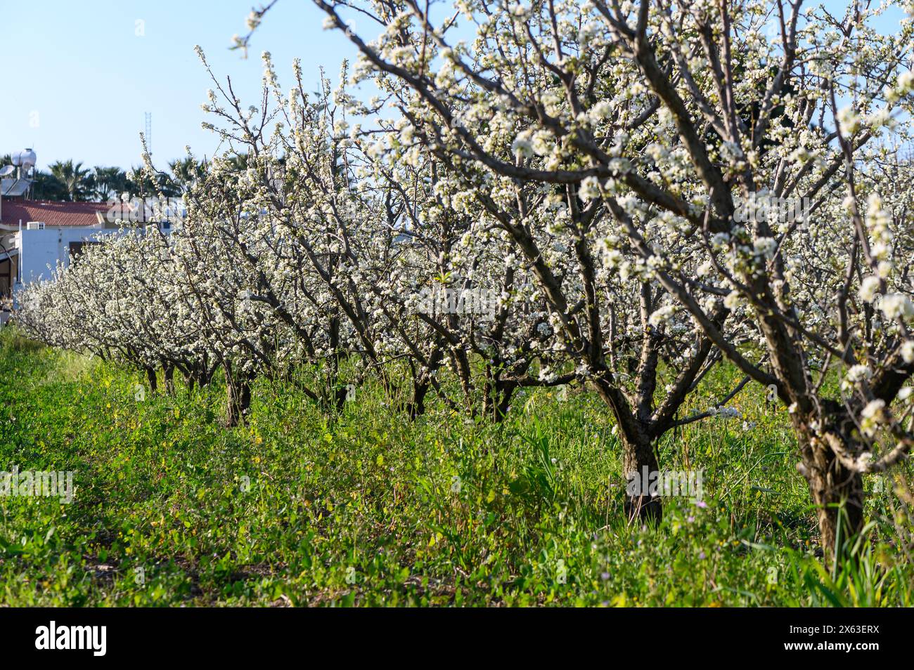 Spring Flowering Trees. Pollination Of Flowers Of Plum. Blooming Wild ...