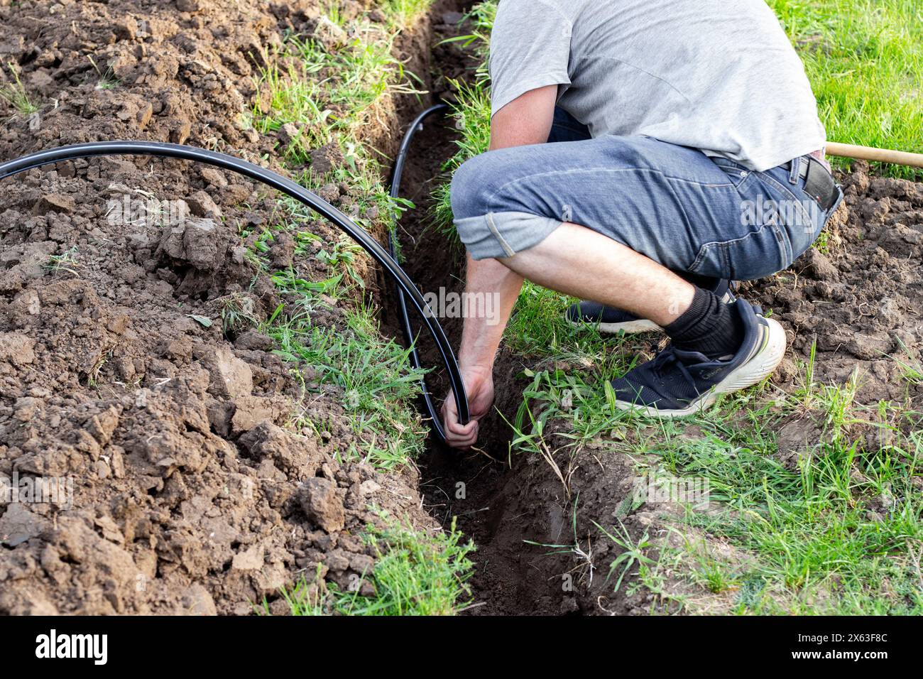 Installation of automatic drip irrigation for the garden. A man places ...