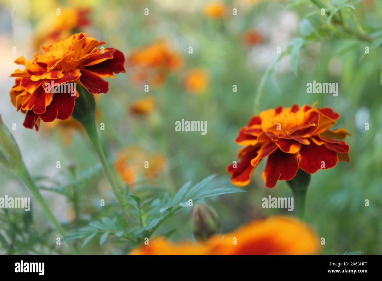 Dark brown marigold flowers close-up. Flowers in city flower beds ...