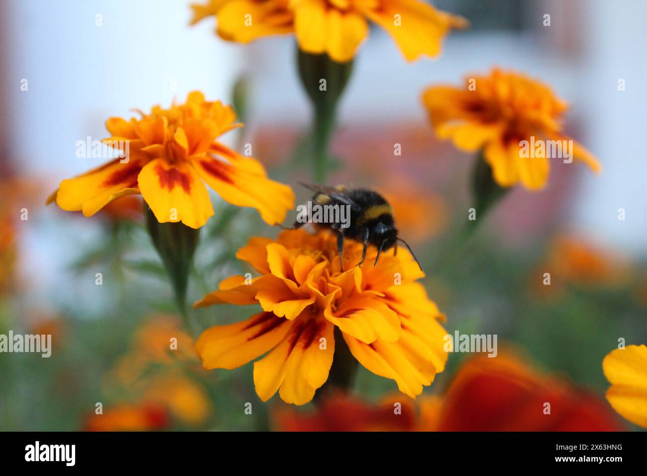 Bumblebee bee on marigold flower close-up. Insect pollination of ...