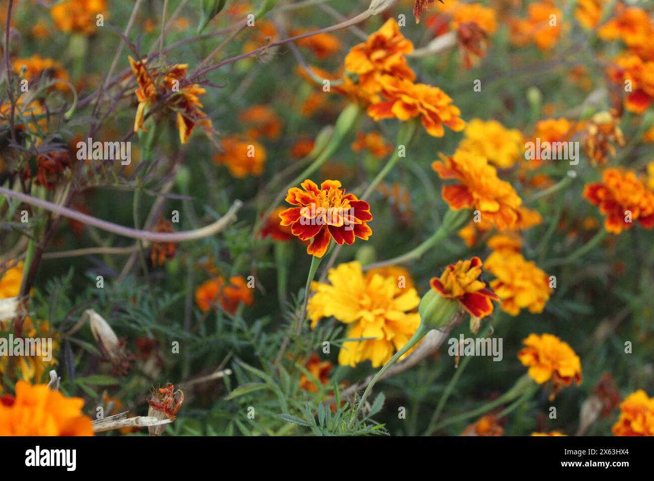 Yellow and orange brown marigold flowers in the middle ground ...