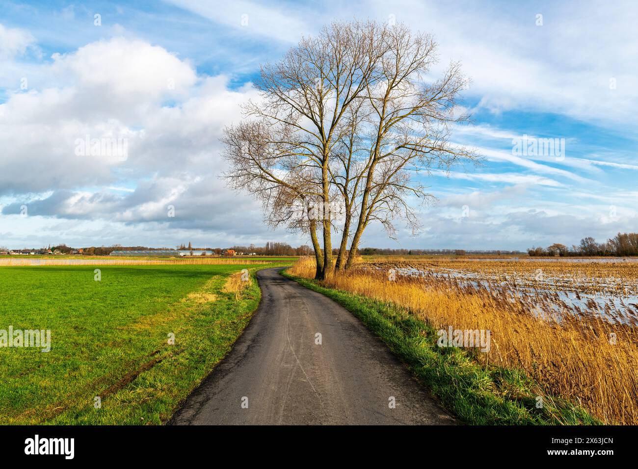 Country road with lonely tree in Gistel, West Flanders, Belgium Stock ...