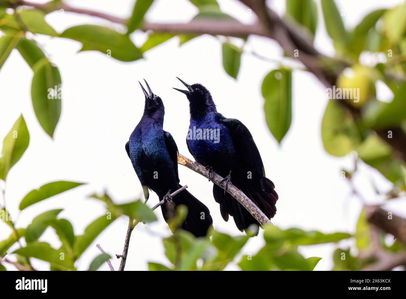 Male boat-tailed grackles (Quiscalus major) displaying - Wakodahatchee ...