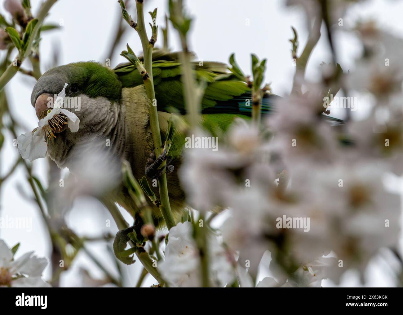 Green parakeet with grey belly & blue wing markings. Established in ...