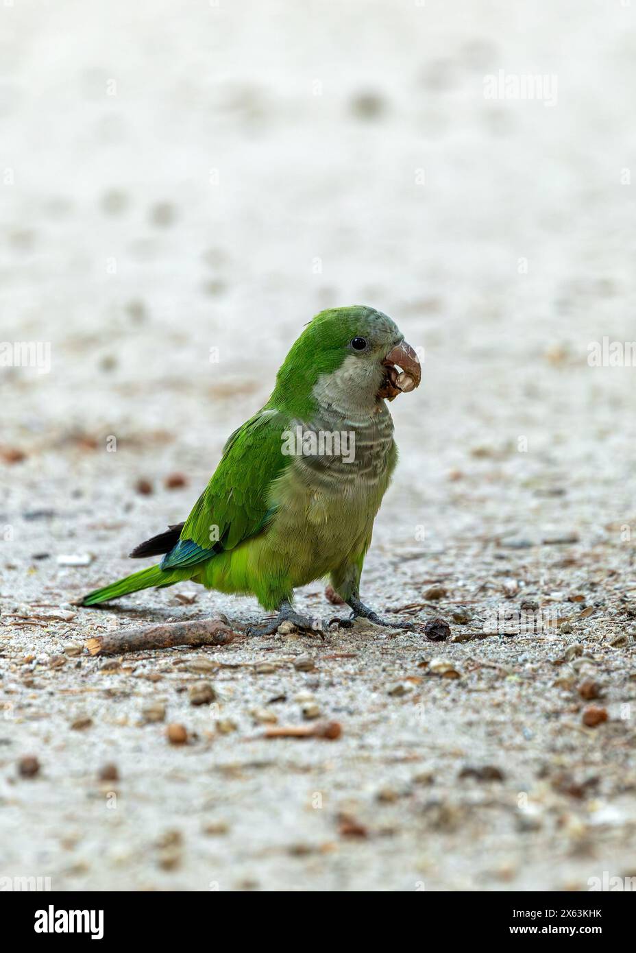 Green parakeet with grey belly & blue wing markings. Established in ...