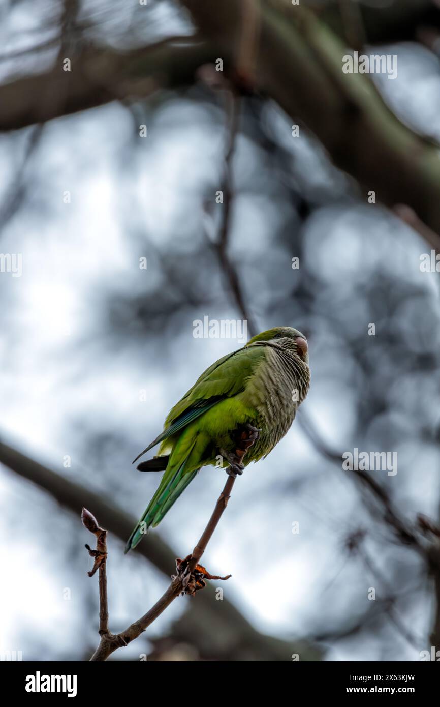 Green parakeet with grey belly & blue wing markings. Established in ...