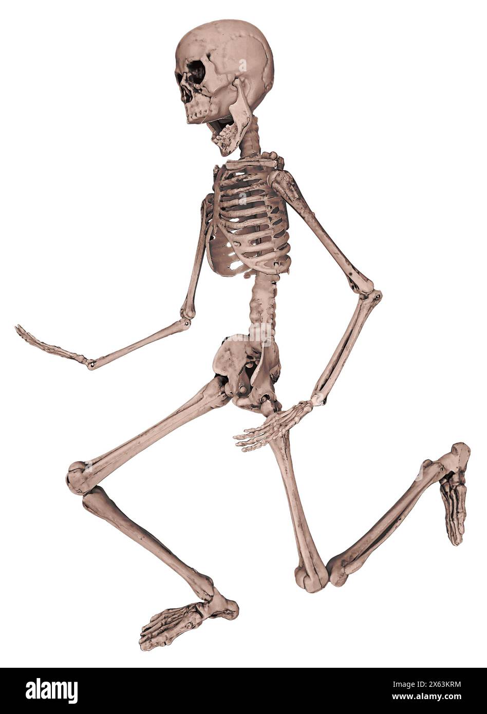 Skeleton lunging toward another person Stock Photo - Alamy
