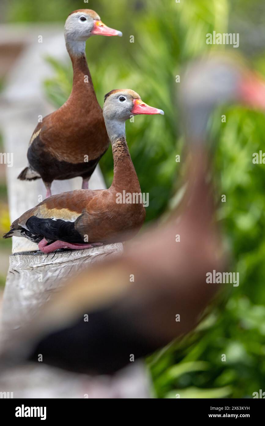 Black-bellied whistling ducks (Dendrocygna autumnalis) - Green Cay ...