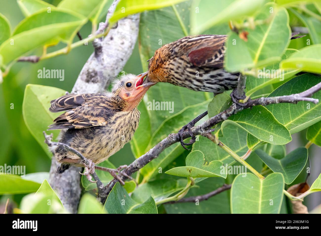 Female red-winged blackbird (Agelaius phoeniceus) feeding chick - Green ...