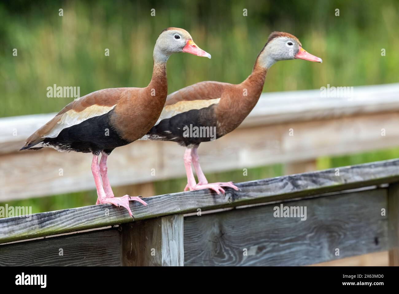 Black-bellied whistling ducks (Dendrocygna autumnalis) - Green Cay ...